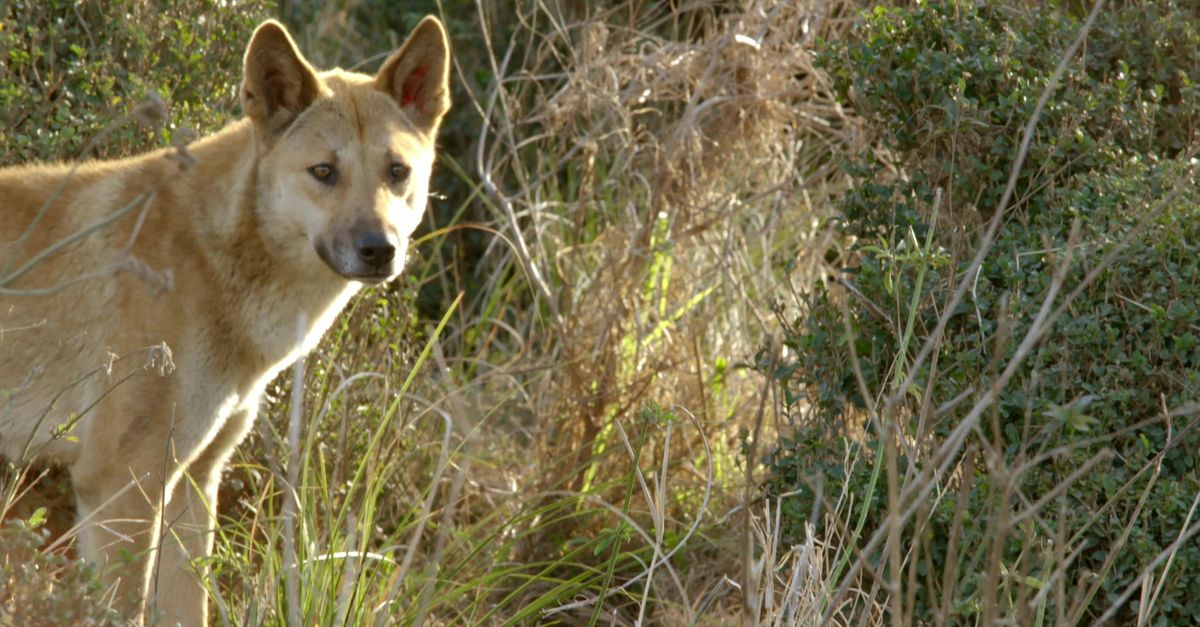 Ver Secretos De Australia Salvaje, capítulo 2 temporada 1 por ViX