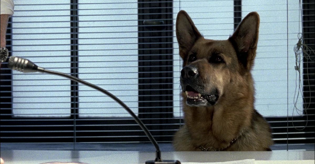 Ver Comisario Rex, capítulo 1 temporada 11 por ViX