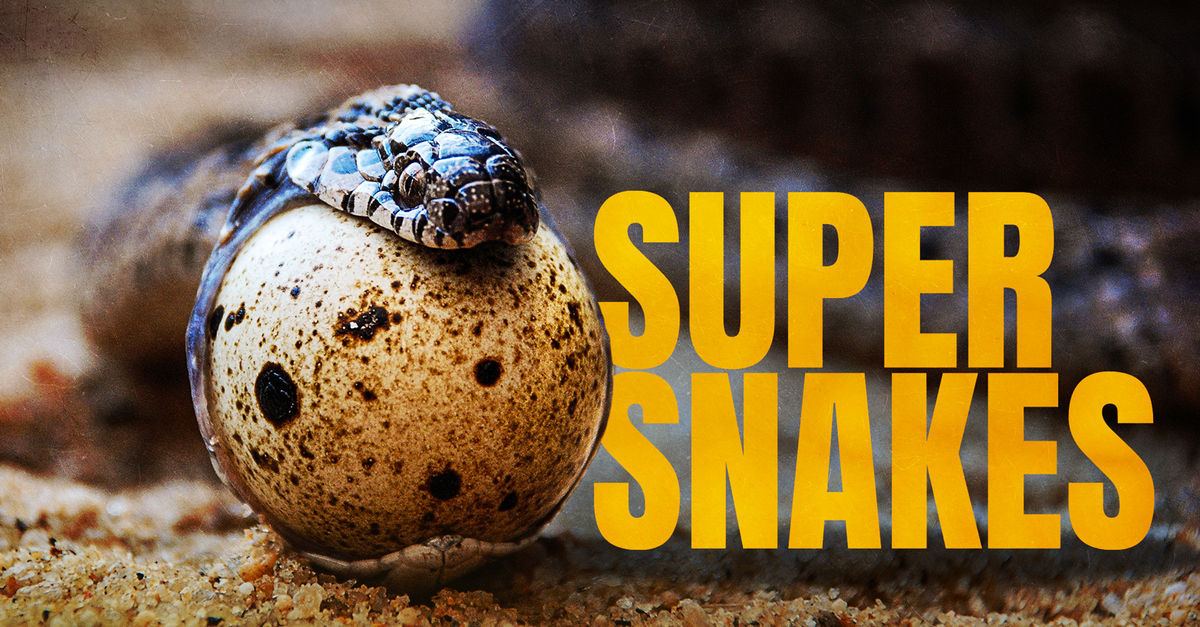 Ver Super Snakes por ViX