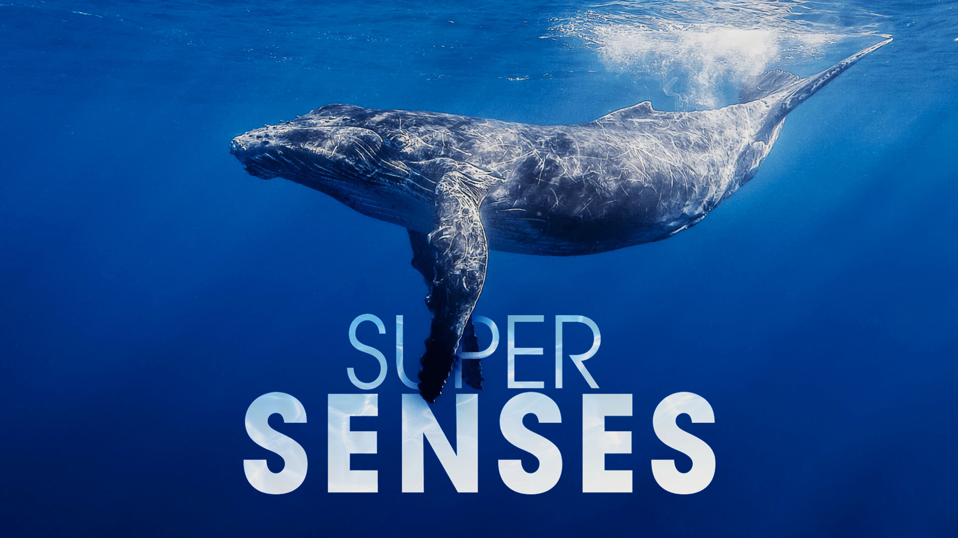 Ver Super Senses, capítulo 4 temporada 1 por ViX