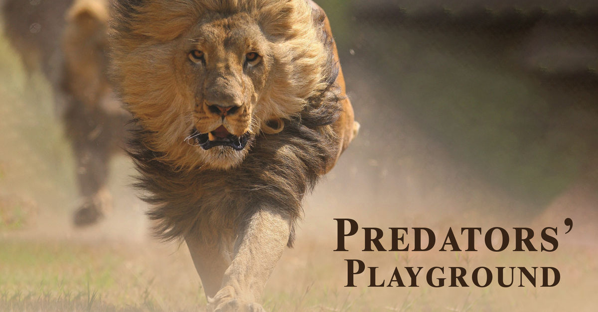 Ver Predators' Playground por ViX