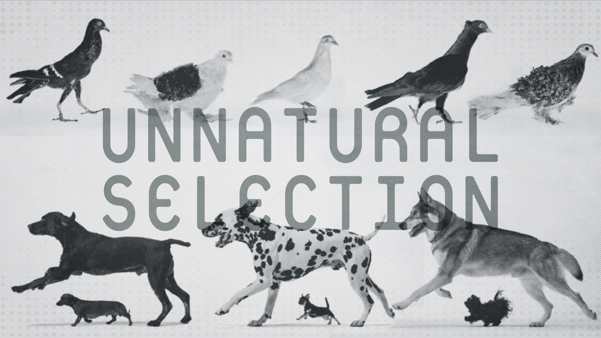 Ver Unnatural Selection por ViX